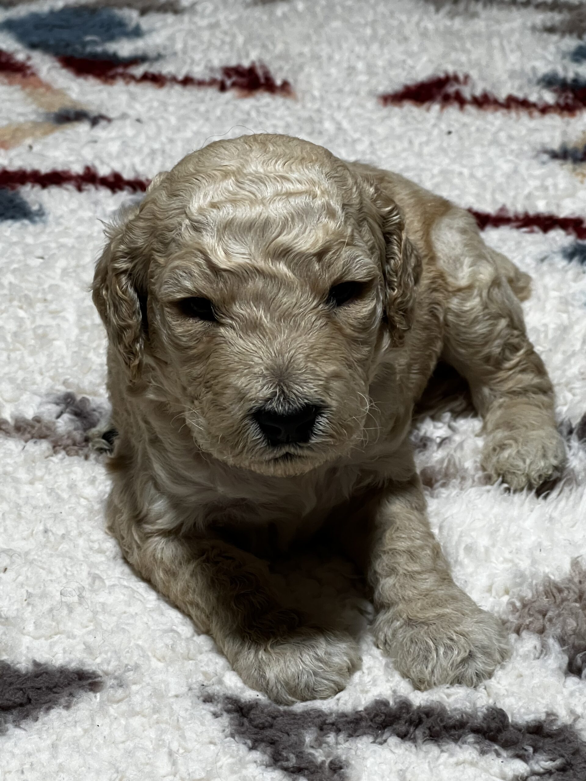 STANDARD PUPPIES – Jess's Darling Poodles