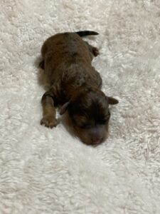 MINIATURE PUPPIES – Jess's Darling Poodles