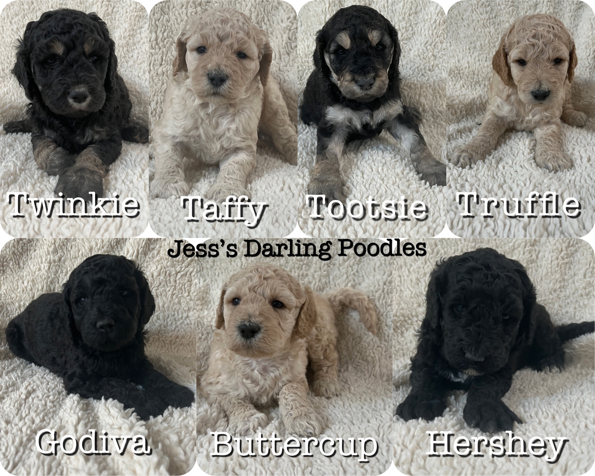 STANDARD PUPPIES – Jess's Darling Poodles