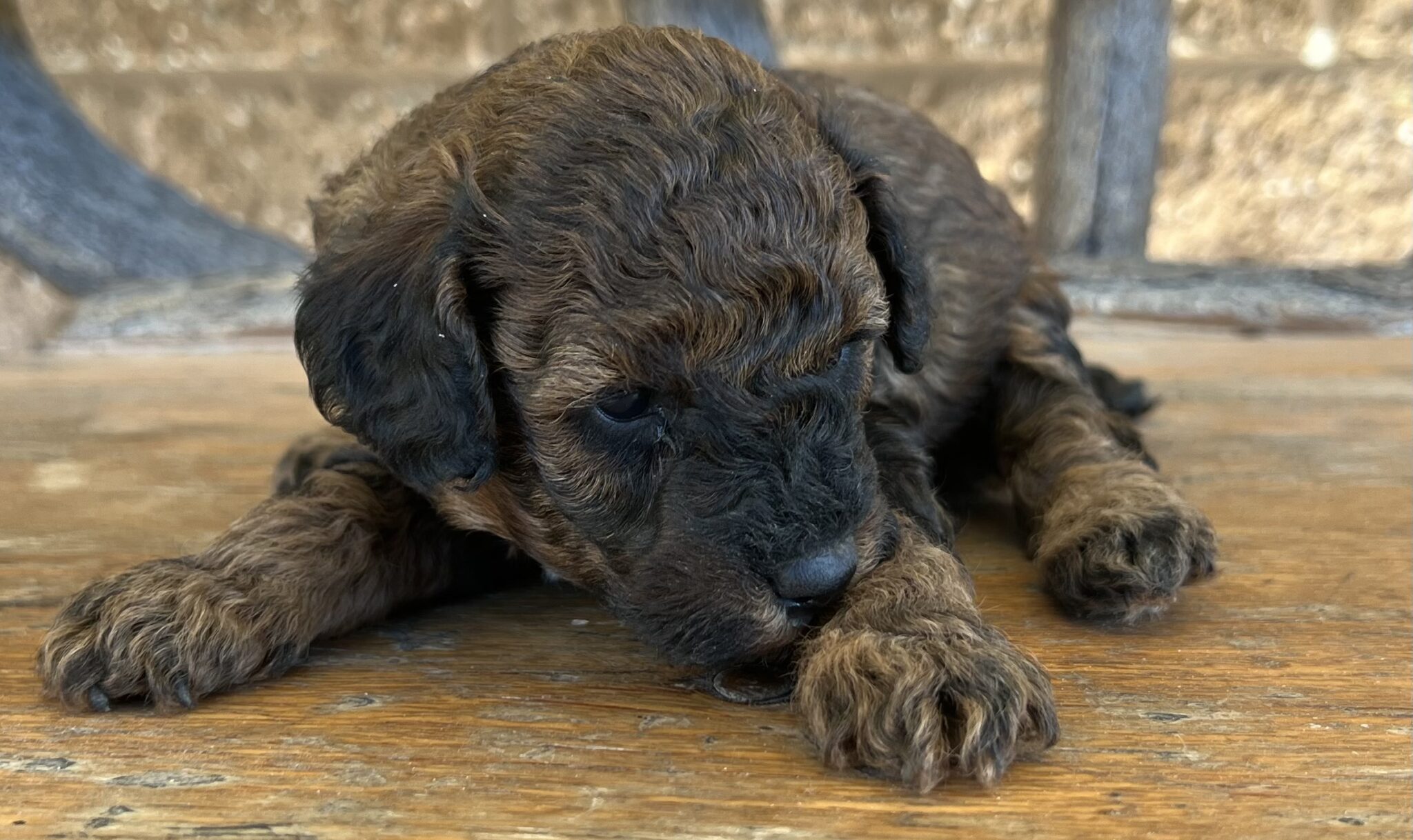 MINIATURE PUPPIES – Jess's Darling Poodles