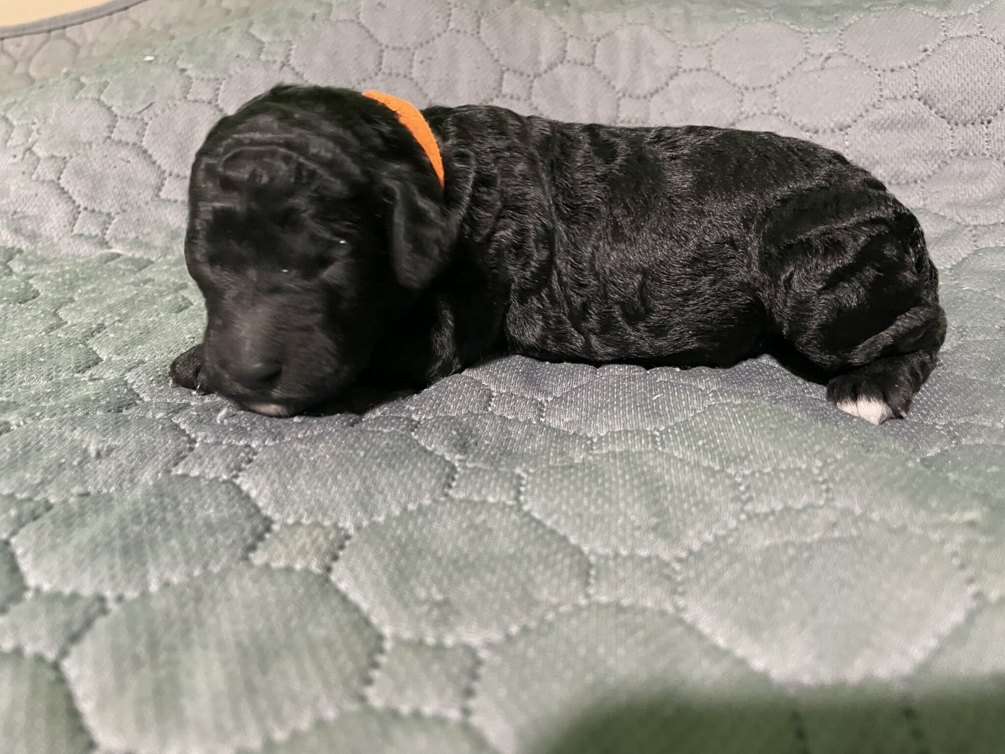 STANDARD PUPPIES – Jess's Darling Poodles
